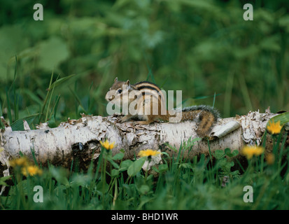 Selective of a squirrel on a log Stock Photo - Alamy