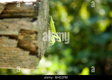 Praying mantis on a tree stump at dusk. Praying mantises (Family ...