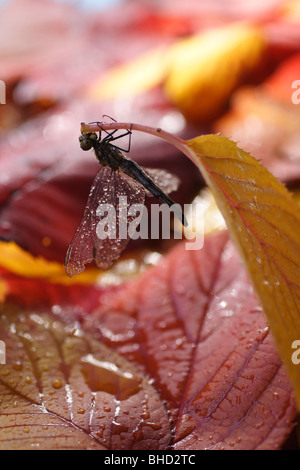 Close up is dragonflies on leaves Stock Photo - Alamy