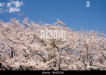 Blooming cherry tree under blue sky Stock Photo - Alamy