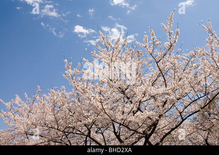 Blooming cherry tree under blue sky Stock Photo - Alamy