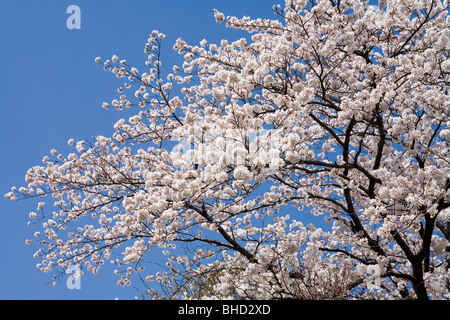 Blooming cherry tree under blue sky Stock Photo - Alamy