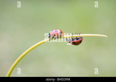 Ladybugs on stem, Biei, Hokkaido, Japan Stock Photo - Alamy