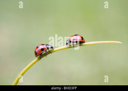 Ladybugs on stem, Biei, Hokkaido, Japan Stock Photo - Alamy