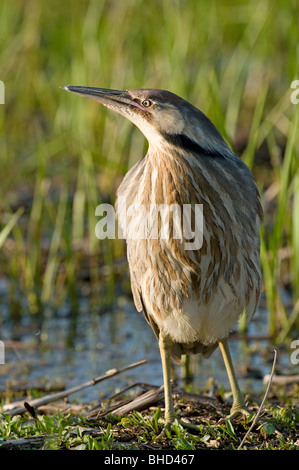Adult American Bittern (Botaurus lentiginosus) in wetland with raised ...