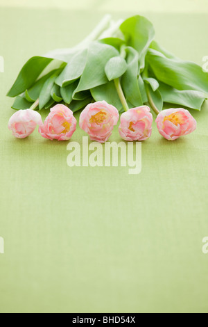 Selective focus shot of pink tulips growing in a beautiful summer ...