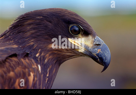 Birds of prey White tailed eagle isolated on white background flying ...