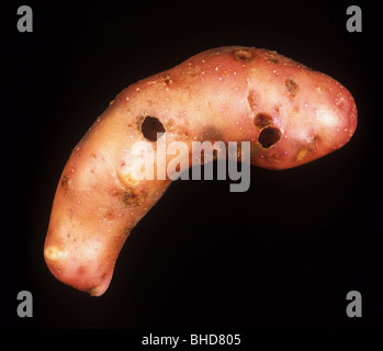 Slug damage to a potato tuber variety Kestrel Stock Photo - Alamy