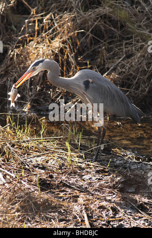 Blue Heron Catching Fish Stock Photo - Alamy