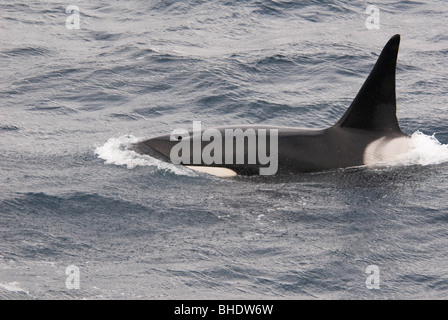Type C Antarctic Killer Whale subspecies, (Orcinus orca). The yellow ...