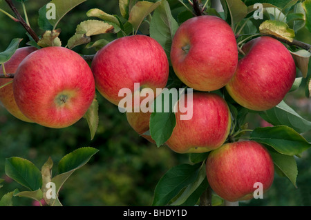 Apple / Topaz Stock Photo - Alamy