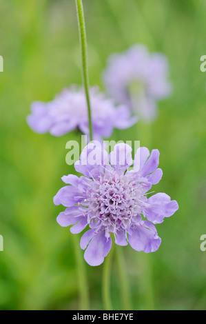 glossy scabious, scabiosa lucida Stock Photo - Alamy