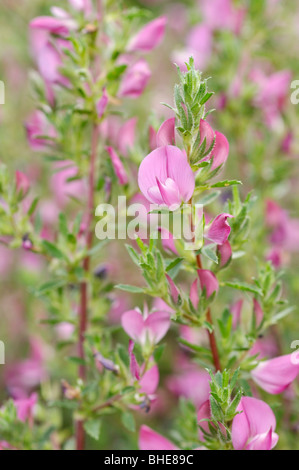 spiny restharrow (Ononis spinosa) a plant of traditional russian herbal ...