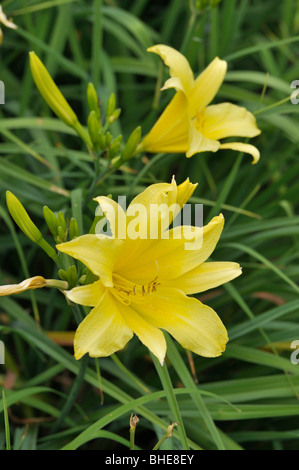 Day lily flowers (Hemerocallis 'Hyperion' Stock Photo - Alamy