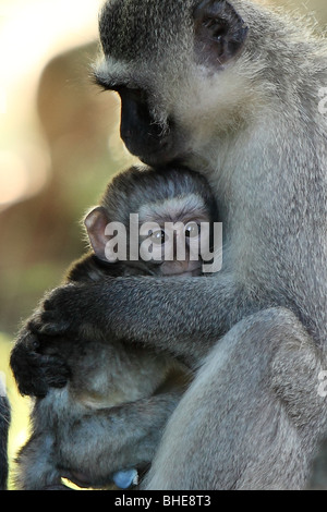 Young mother hugs the baby in her arms Stock Photo - Alamy