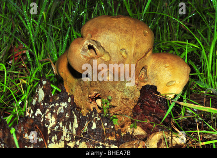 Paxillus panuoides mushroom Stock Photo - Alamy