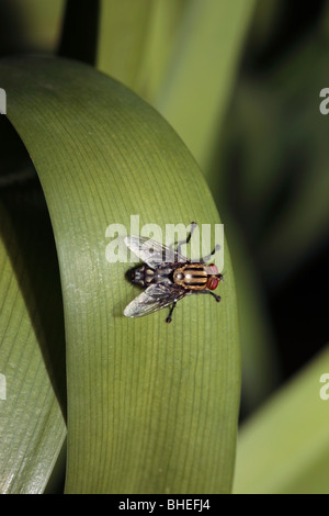 Grey flesh fly, Grey flesh flies (Sarcophaga carnaria), Other animals ...