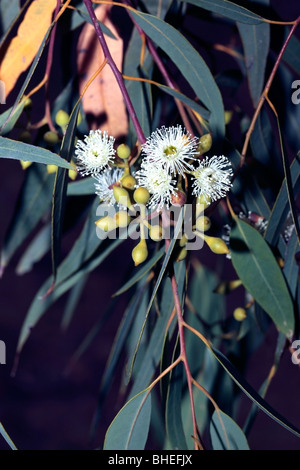 Blackbutt (Eucalyptus pilularis Stock Photo - Alamy