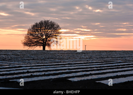 Polythene strip farming near Sutton Scarsdale, Derbyshire Stock Photo ...