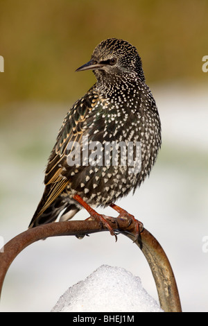 starling bird on the snow in the vicinity of Varna city,Bulgaria Stock ...
