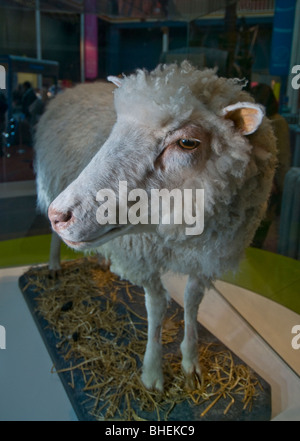 Dolly The Sheep, the world's first cloned mammal, created by Professor ...