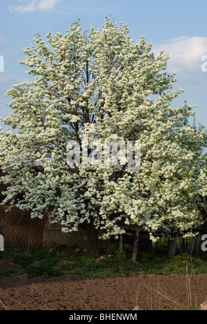 Flowering orchard in the month of may in the german enclave of Busingen ...