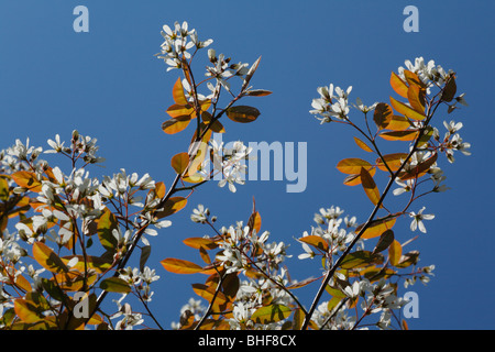 Flowering branches of Amelanchier or Snowy Mespil (Amelanchier lamarkii ...