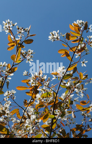 Flowering branches of Amelanchier or Snowy Mespil (Amelanchier lamarkii ...