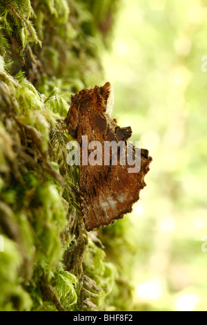 Coxcomb Prominent (Ptilodon capucina) adult, resting on leaf, Priory ...