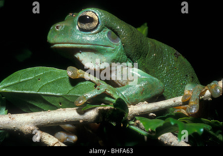 Tadpole of the Australian Green Tree Frog, Litoria caerulea. Showing ...