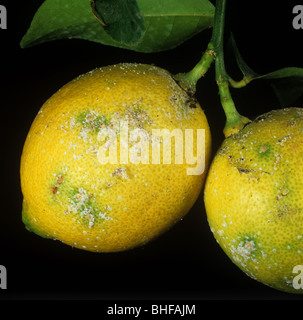 Yellow scale insect Aonidiella citrina on lemon fruit Stock Photo - Alamy