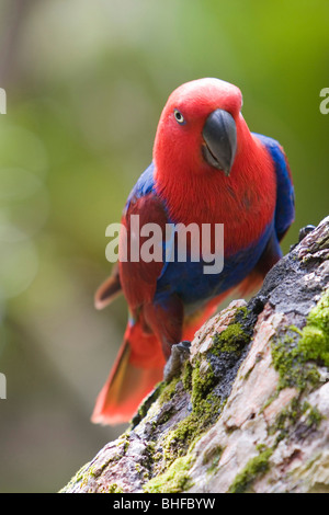 Parrot on the Tree Stock Photo - Alamy