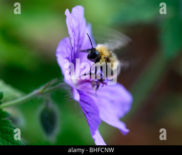 The flight of a bee around a flower on a brown background Stock Photo ...