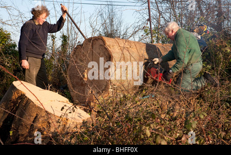 Tree surgeon cutting a tree stump with a chainsaw Stock Photo - Alamy