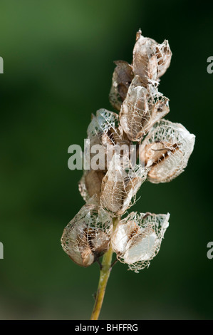 Yellow Rattle Rhinanthus minor Seed pods Stock Photo: 18437417 - Alamy