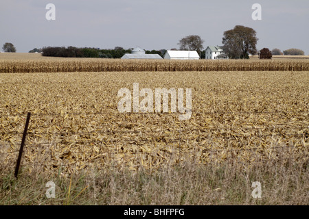 Partially harvested corn field in autumn with rows of freshly cut ...