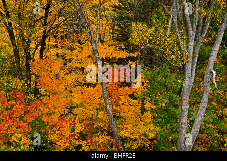 Autumn hardwood details- mature maple trees, Lake Superior Provincial ...