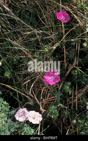 Walney cranesbill Geranium sanguinium lancastrense Walney Island ...