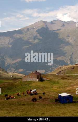 Cattle in a field on a french farm, example of agriculture or farming ...
