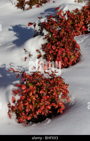Plant shrubs after snowfall Stock Photo - Alamy
