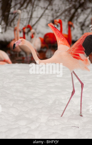 Pink flamingos flapping their wings Stock Photo - Alamy