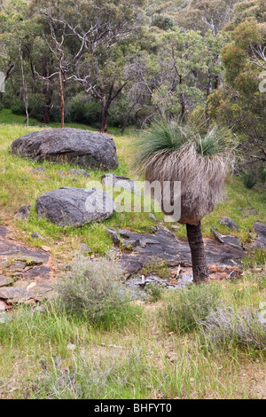 A grasstree (Xanthorrhoea preissii. aka balga, formally as blackboy ...