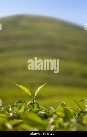 green tea close up, cameron higlands malaysia Stock Photo - Alamy
