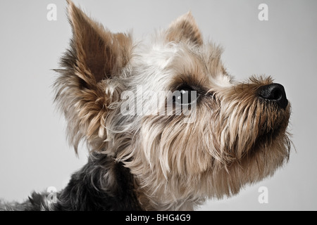 A close-up of the face of a yorkshire terrier Stock Photo - Alamy