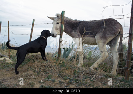 Two donkey friends Stock Photo - Alamy