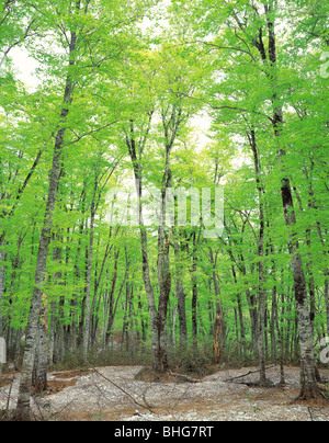 Beech forest, Nagano Prefecture Stock Photo - Alamy