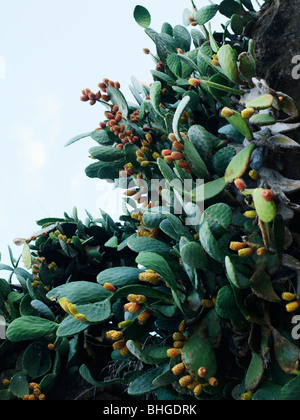 cactus plant turkey Stock Photo - Alamy