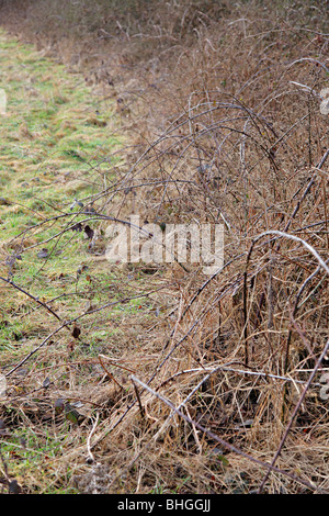 Rubus fruticosus (Blackberry), tip layering, placing tip of healthy ...