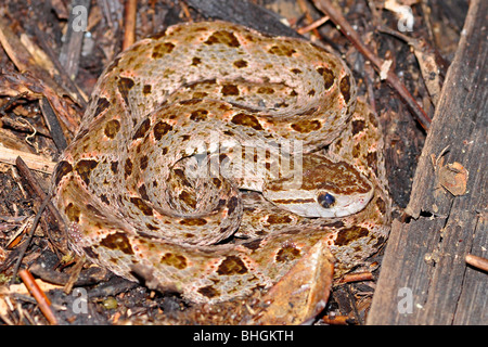 Fer de Lance (Bothrops atrox) a venomous viper from Ecuador Stock Photo ...