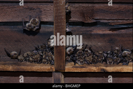 big brown bat maternity colony babies barn ohio Stock Photo - Alamy